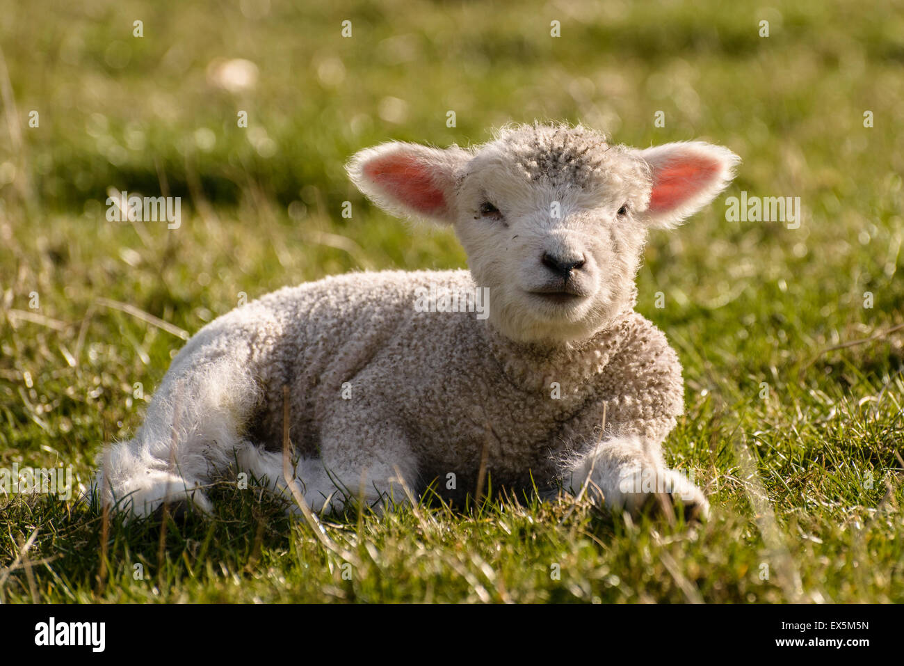 Ryeland Lamb enjoying the sunshine Stock Photo - Alamy