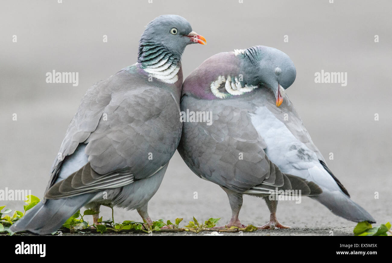 Wood pigeons hi-res stock photography and images - Alamy