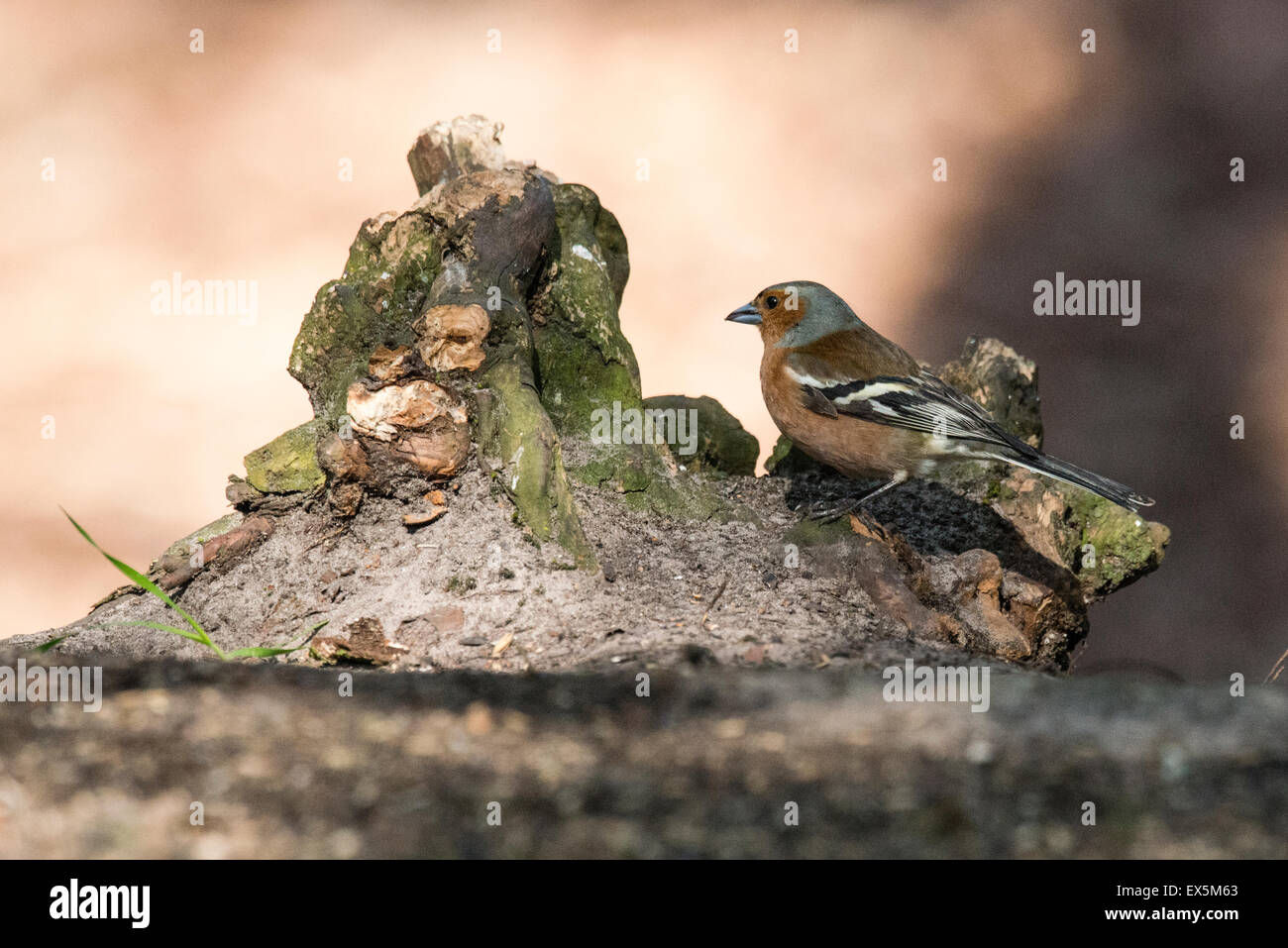 Rust red chaffinch hi-res stock photography and images - Alamy