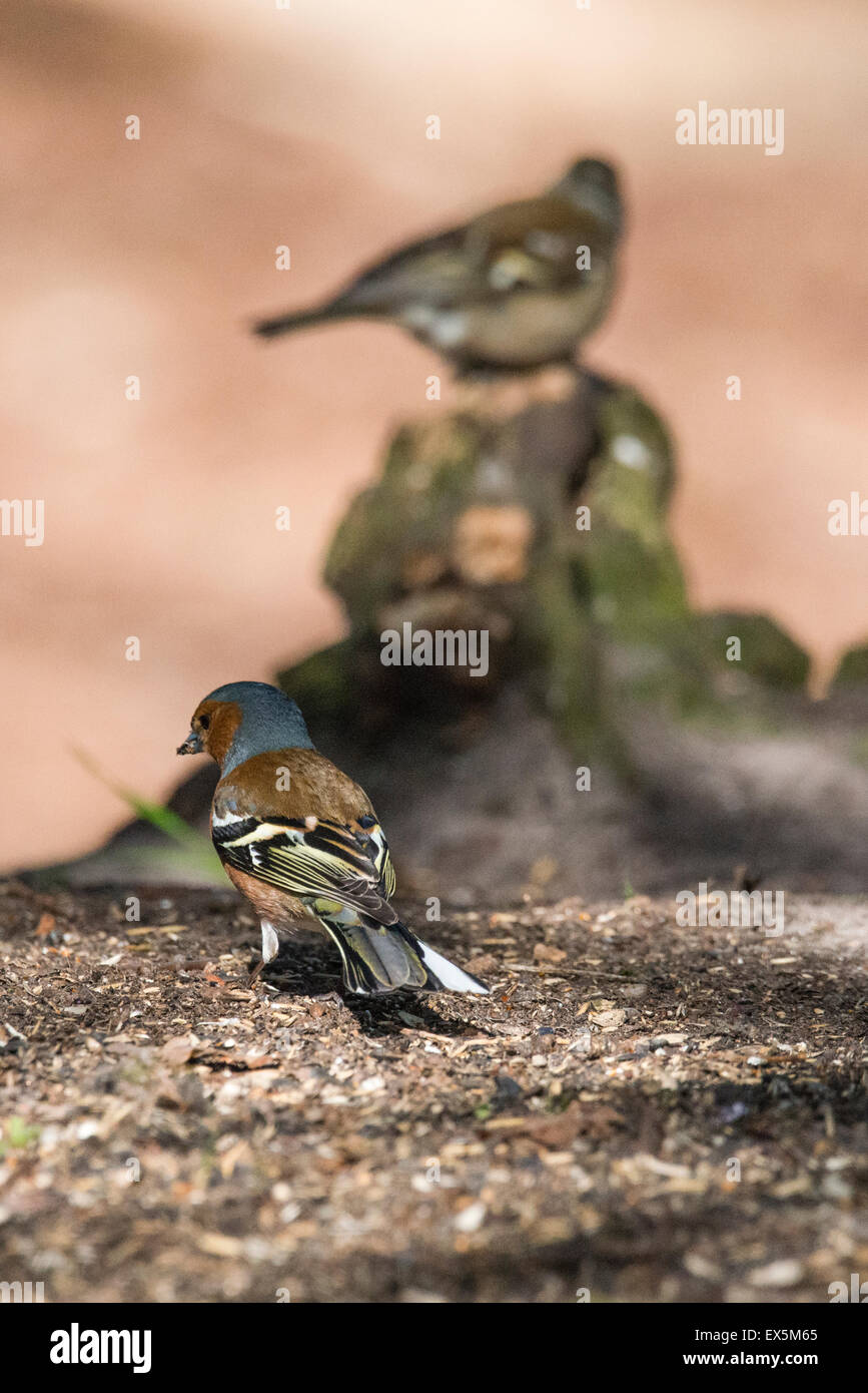 With chaffinch pair hi-res stock photography and images - Alamy