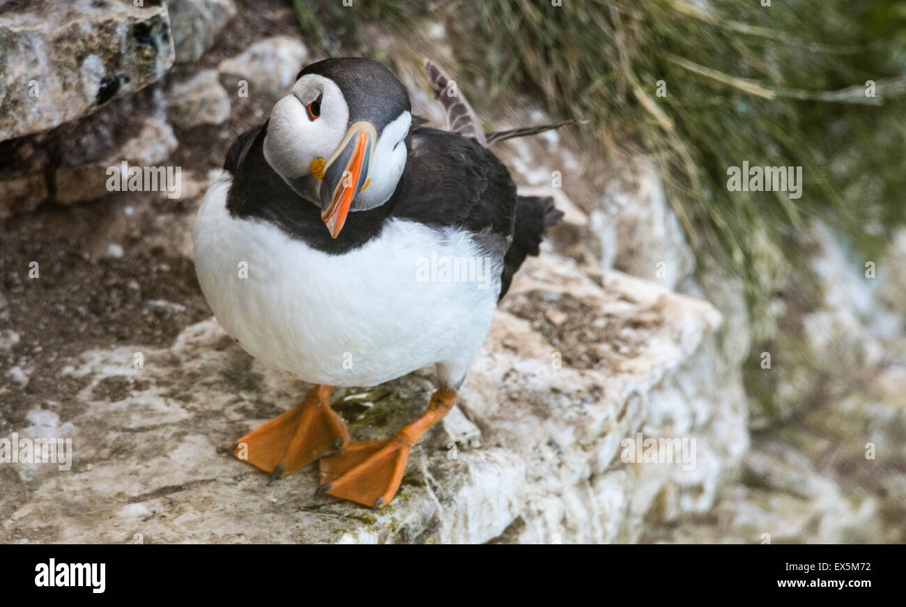 Adorable puffin hi-res stock photography and images - Alamy