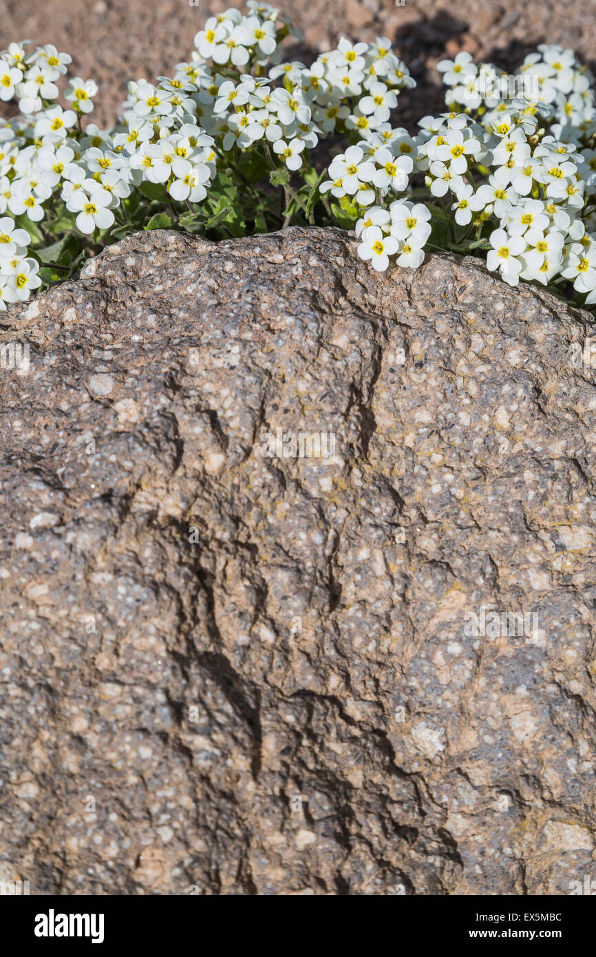 Sabalan hi-res stock photography and images - Alamy