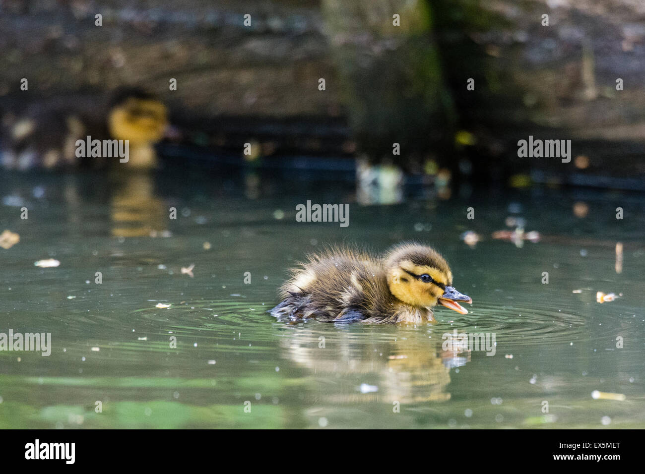 Duckling shake hi-res stock photography and images - Alamy