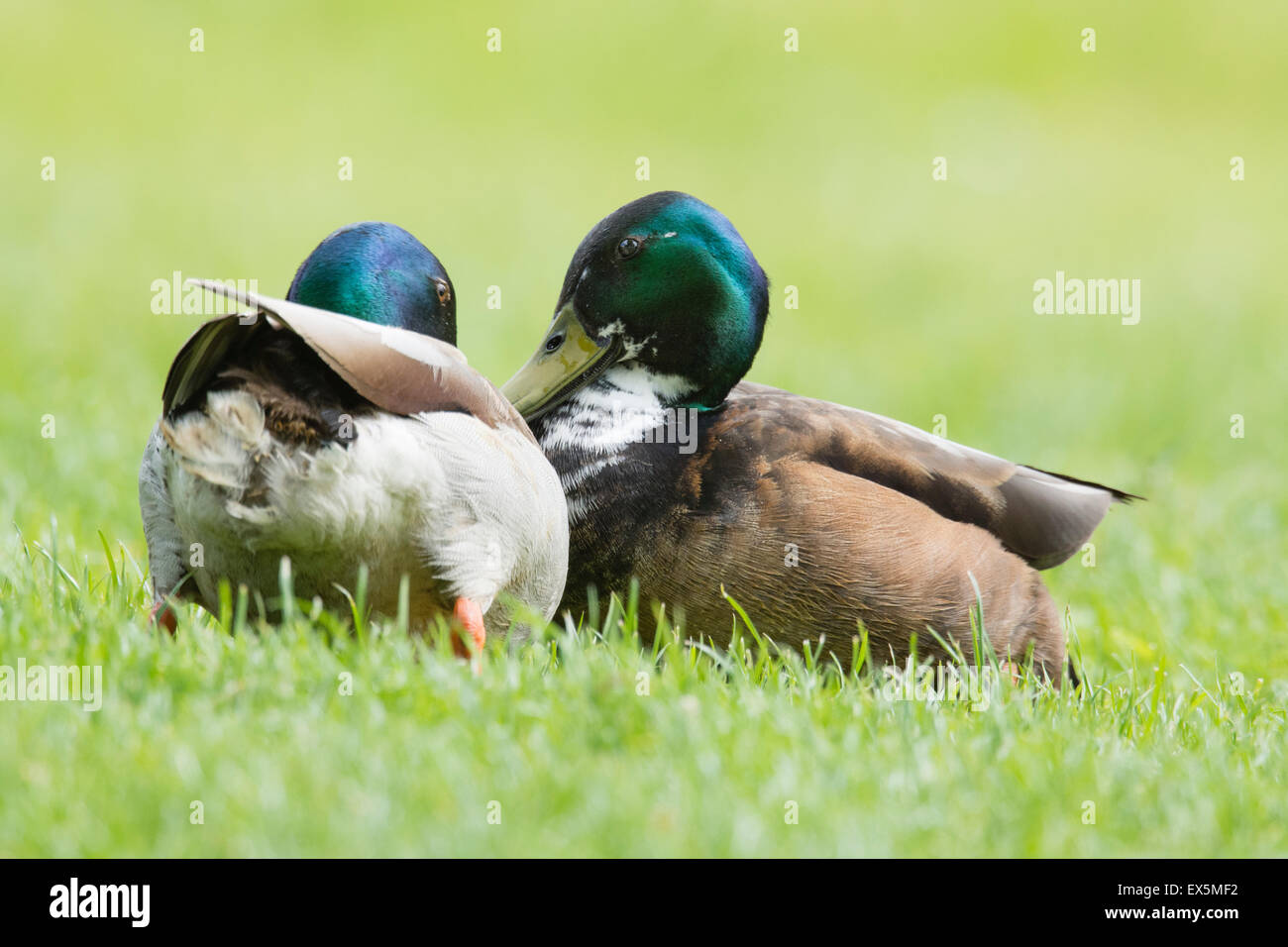 Mallard Duck Enjoying the Sun Stock Photo - Alamy