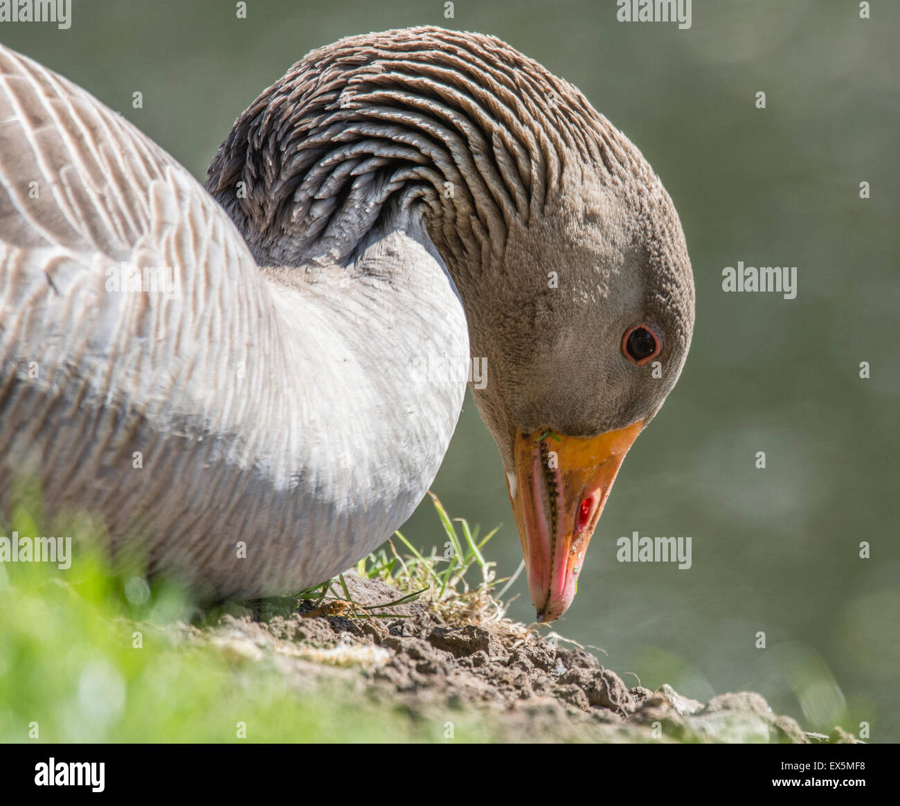 Wild goose anser ferus hi-res stock photography and images - Alamy