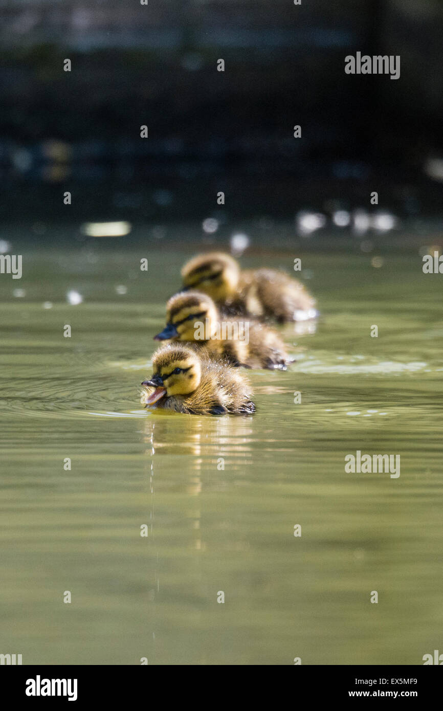 Three little ducklings hi-res stock photography and images - Alamy