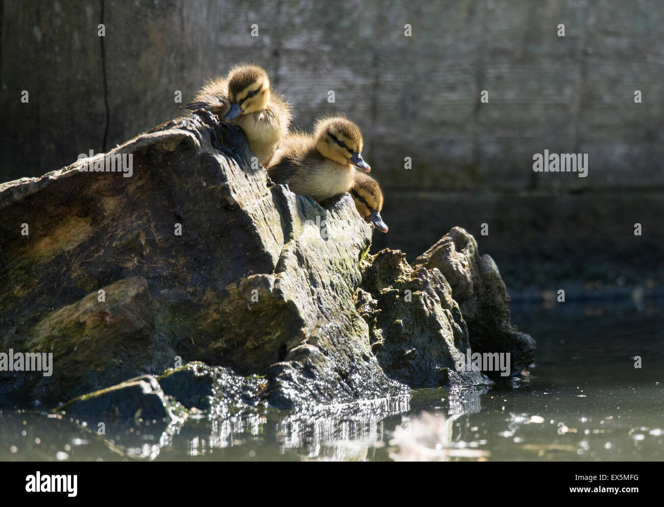 Duckling shake hi-res stock photography and images - Alamy