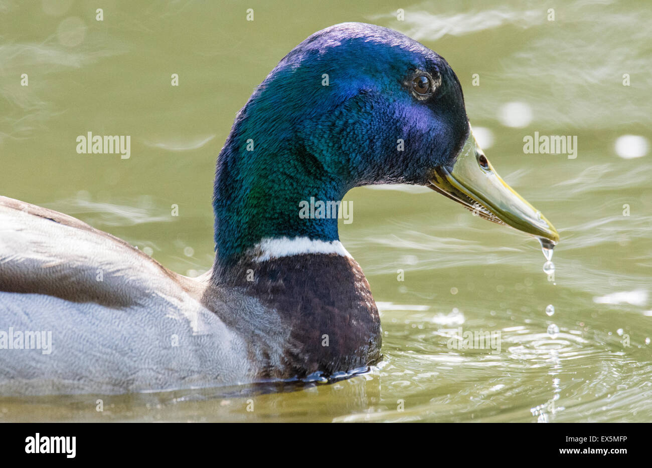 Mallard Duck Enjoying the Sun Stock Photo - Alamy
