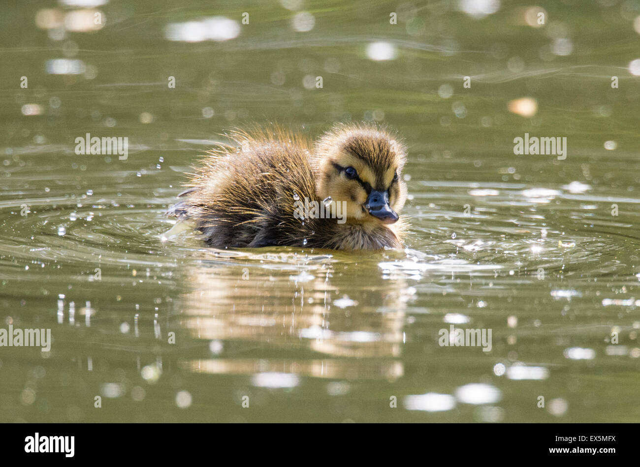 Cute little ducklings hi-res stock photography and images - Alamy