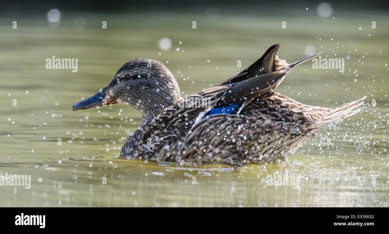Female Mallard Duck having a shake Stock Photo - Alamy