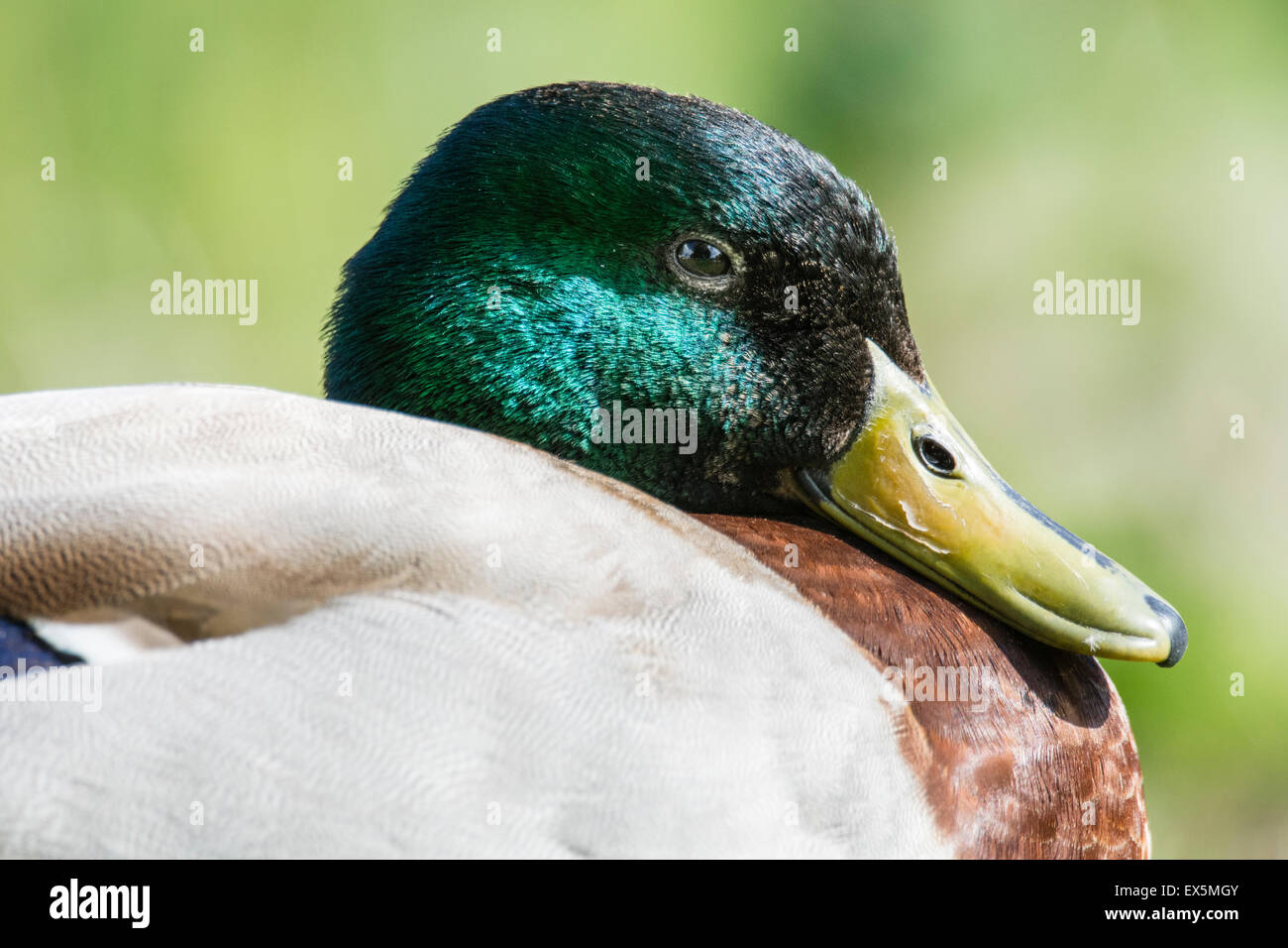 Mallard Duck Enjoying the Sun Stock Photo - Alamy