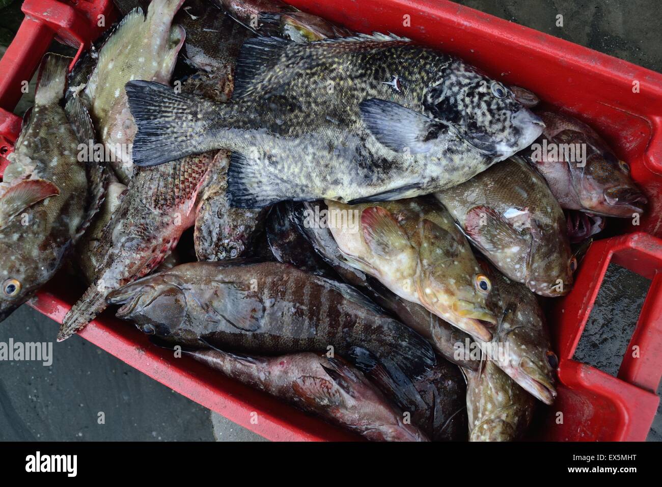Fishing widow hi-res stock photography and images - Alamy