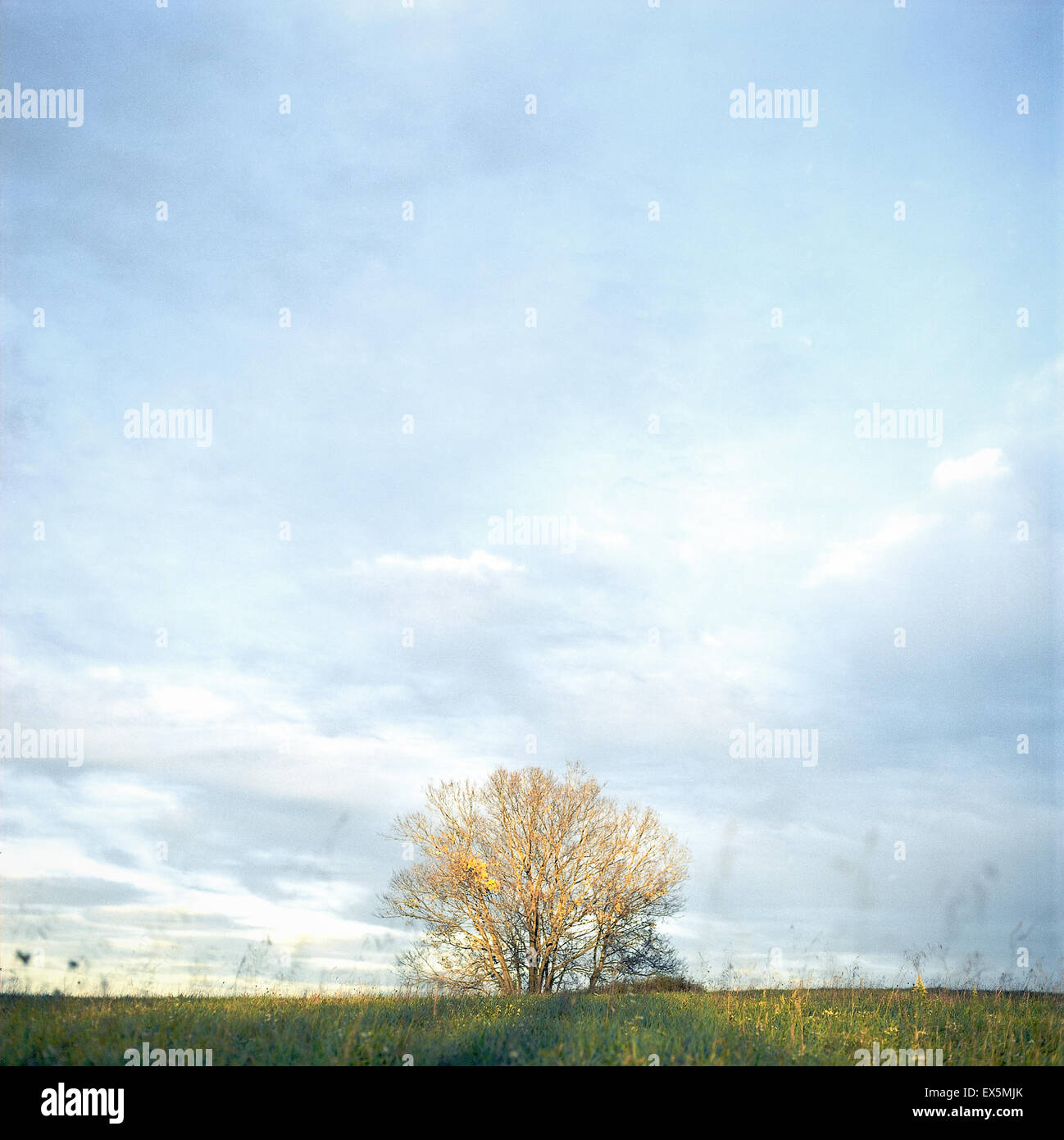 A lone tree in the afternoon sun at the Tree and Leaf CSA farm in ...