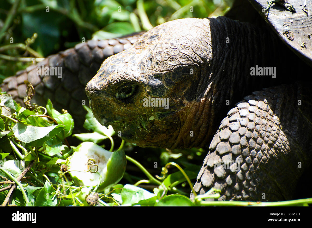 Giant Tortoise - Galapagos - Ecuador Stock Photo - Alamy