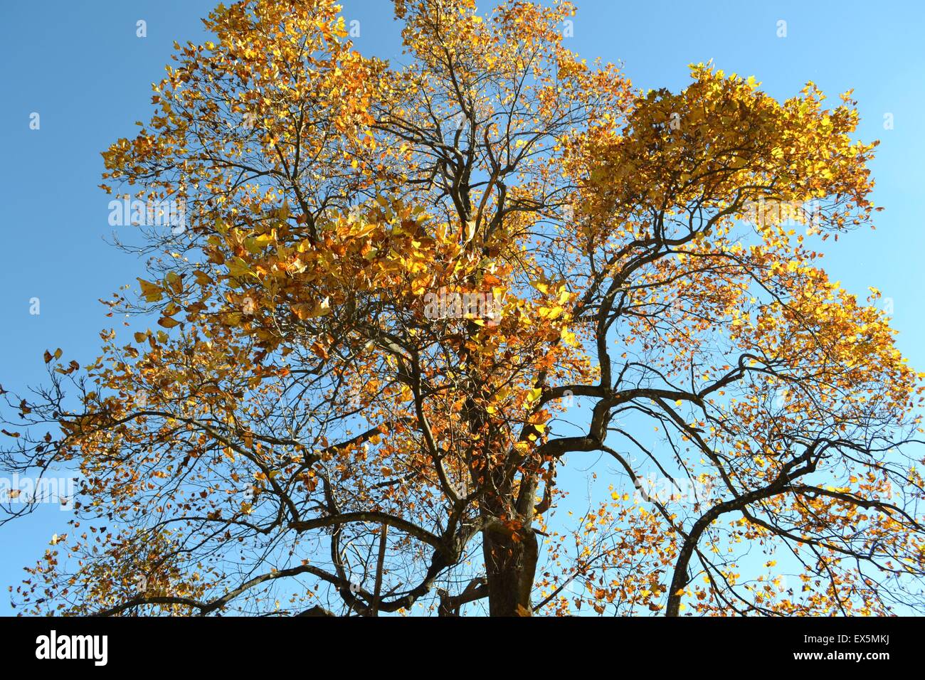 tree with golden leaves Stock Photo - Alamy