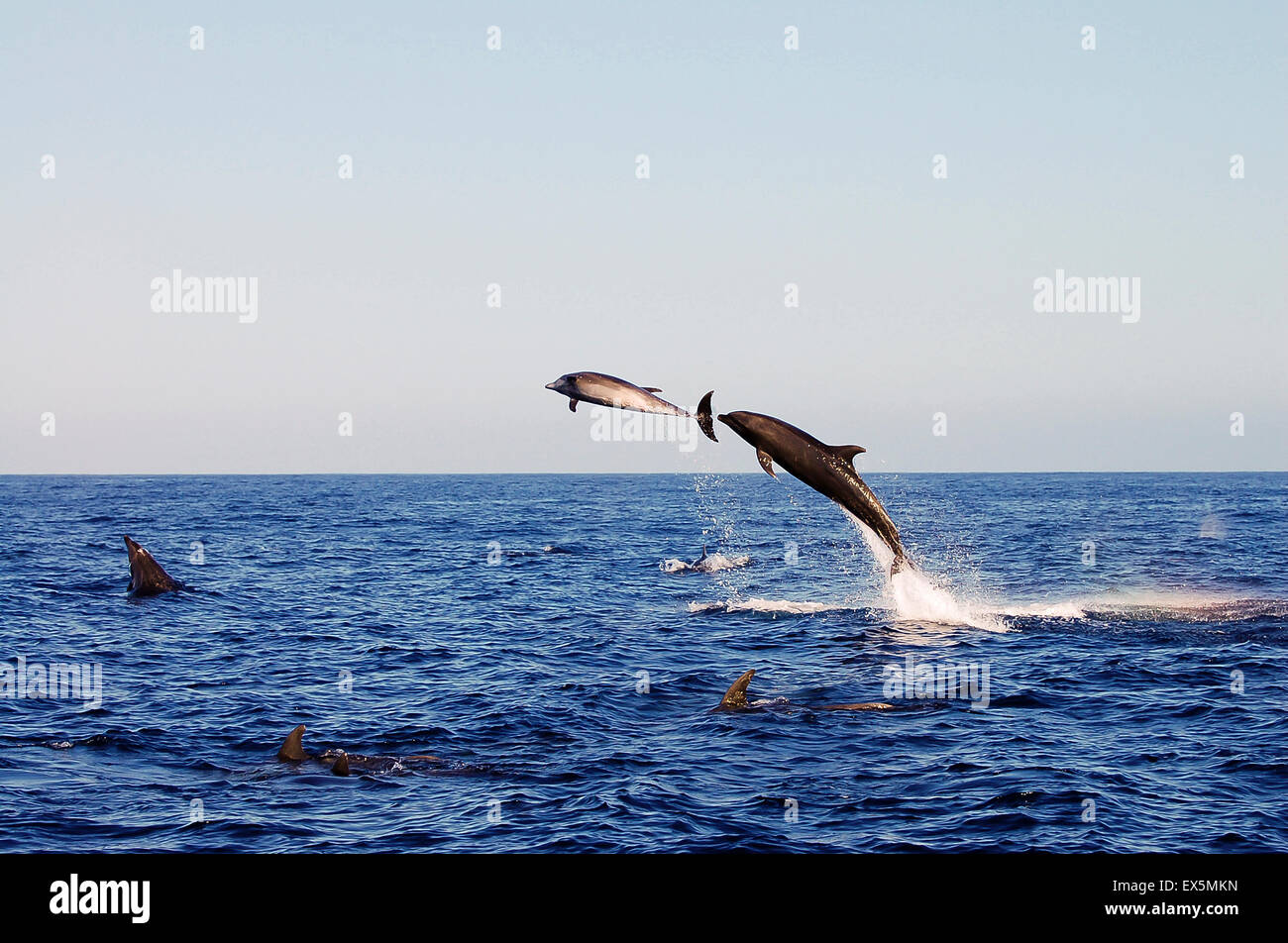 Jumping Dolphins - Galapagos - Ecuador Stock Photo - Alamy
