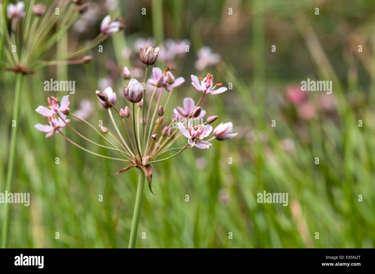 Flower head of Flowering-rush on a small pond in Essex Stock Photo - Alamy