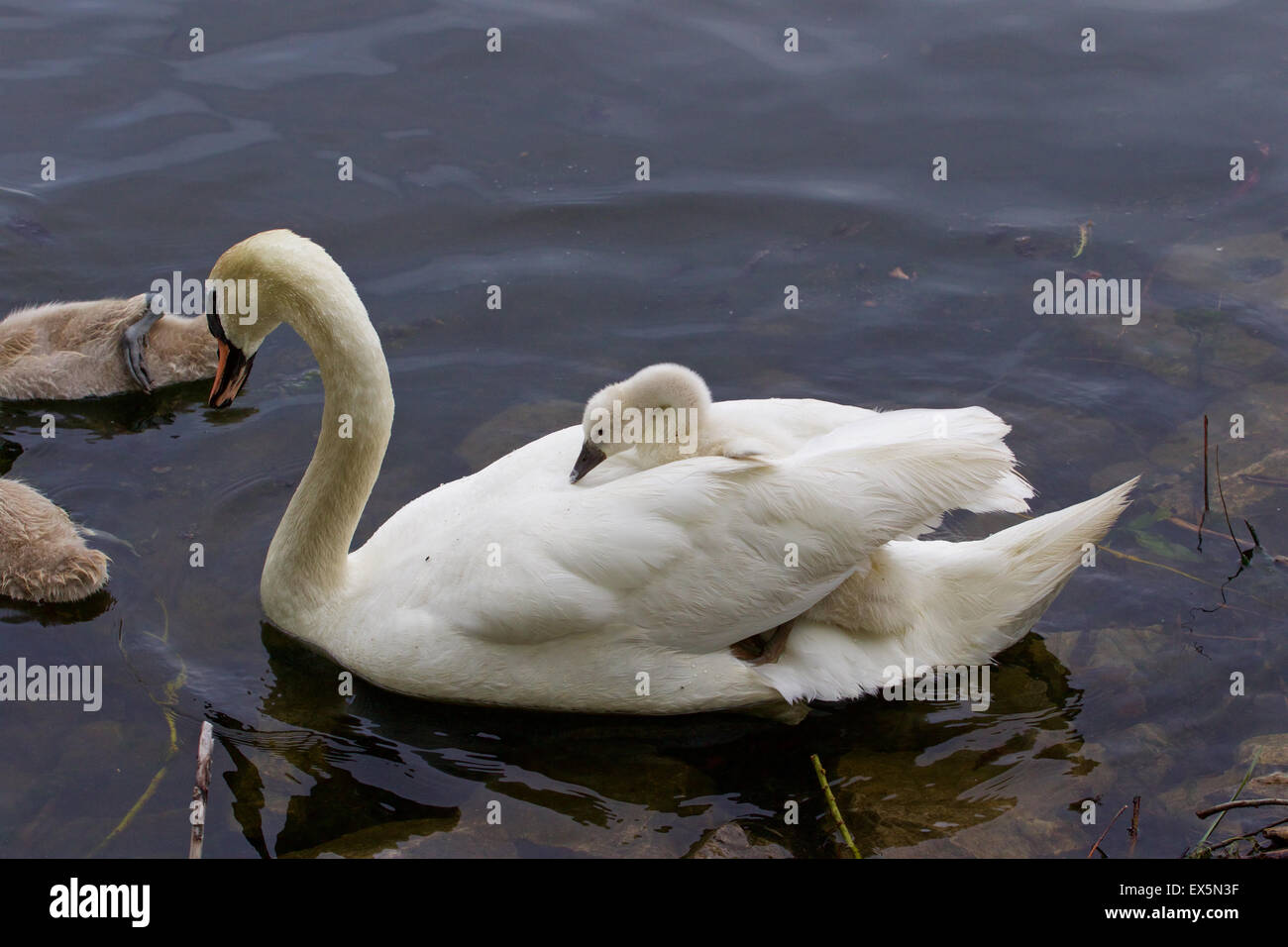 Original swan hi-res stock photography and images - Alamy