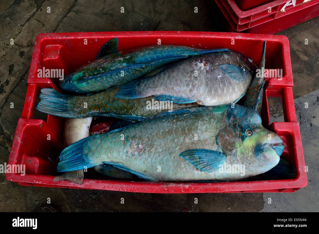 Parrotfish - Loro fish - Port in PUERTO PIZARRO. Department of Tumbes ...