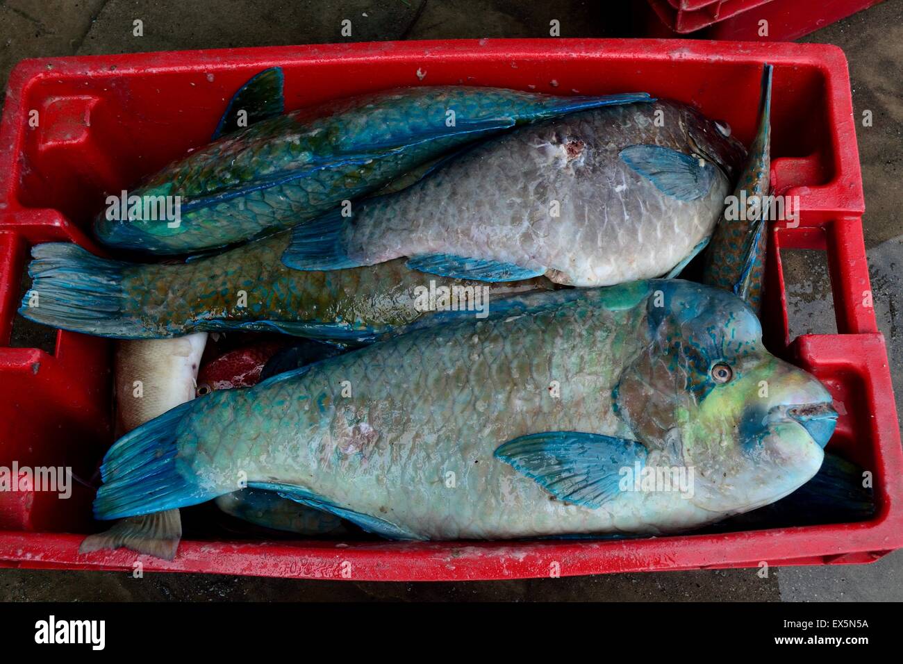 Parrotfish - Loro fish - Port in PUERTO PIZARRO. Department of Tumbes ...