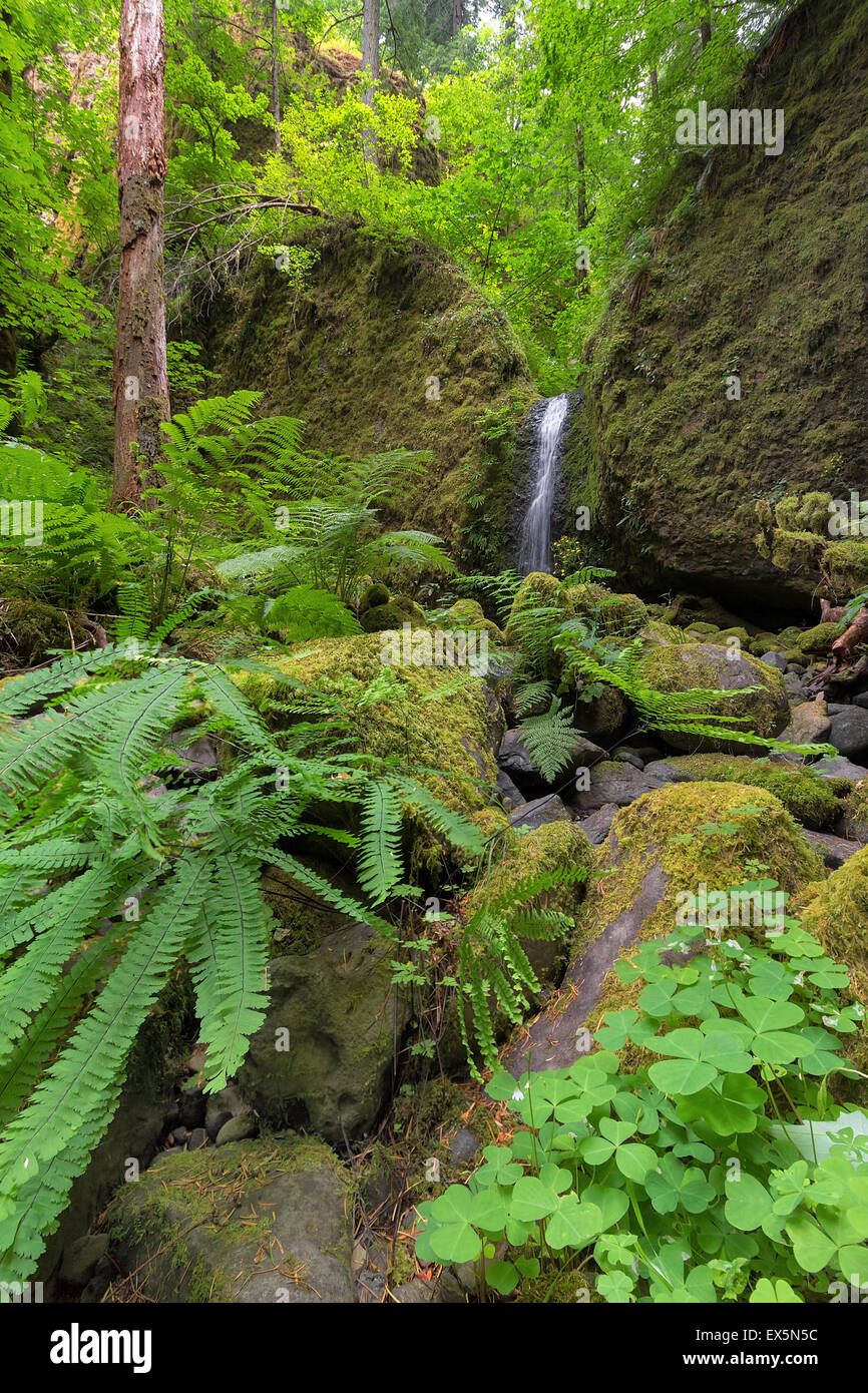 Mossy grotto falls hi-res stock photography and images - Alamy Mossy grotto falls hi-res stock photography and images - Alamy