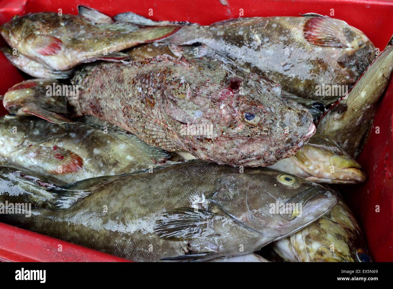 Pez Diablo - Devil fish - Port in PUERTO PIZARRO. Department of Tumbes ...