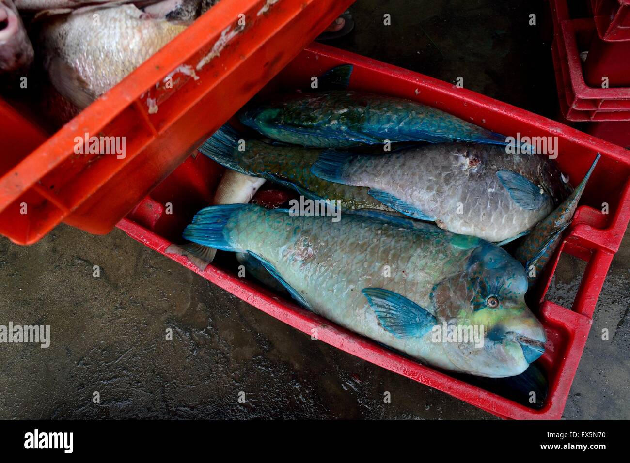 Parrotfish - Loro fish - Port in PUERTO PIZARRO. Department of Tumbes ...