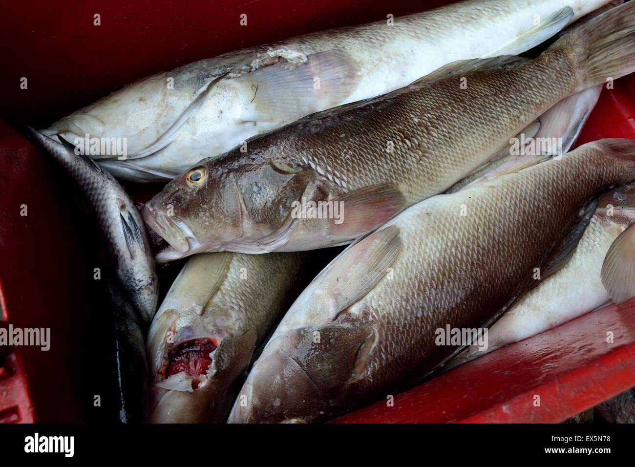 Plume fish - Port in PUERTO PIZARRO. Department of Tumbes .PERU Stock ...