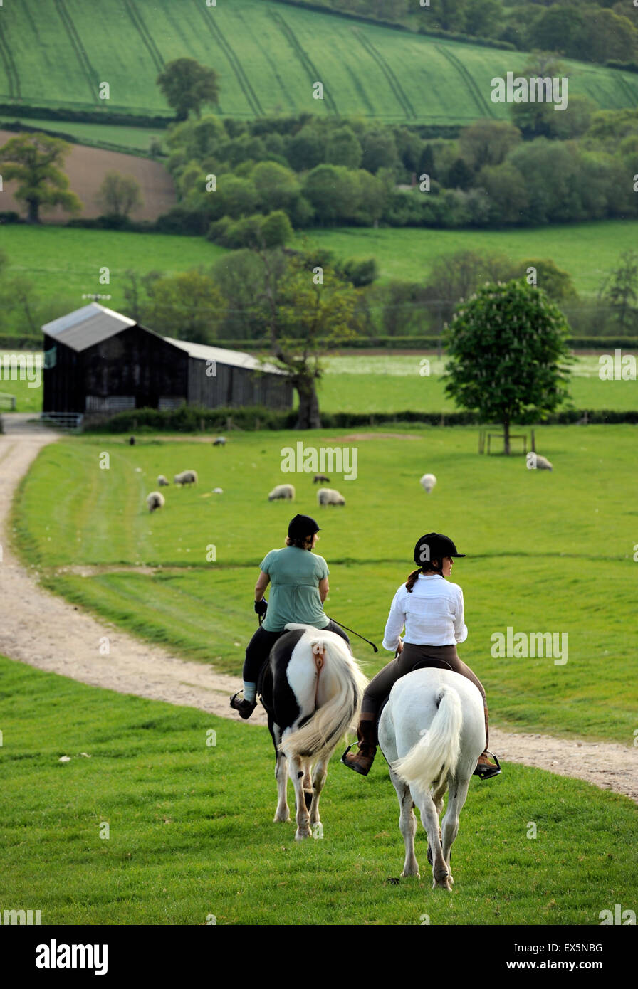 Horse cantering on track hi-res stock photography and images - Alamy