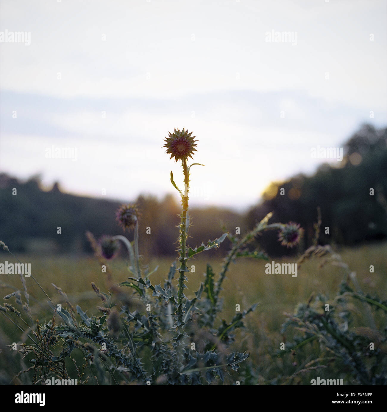 Lincoln weed hi-res stock photography and images - Alamy