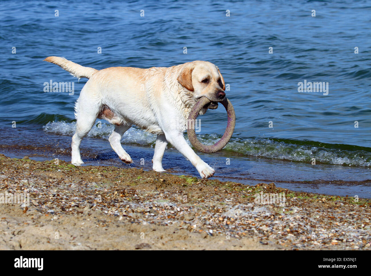 Black labrador and golden retriever running hi-res stock photography ...