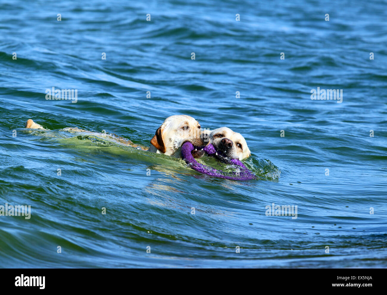 two yellow labradors swimming in the sea with a toy Stock Photo - Alamy