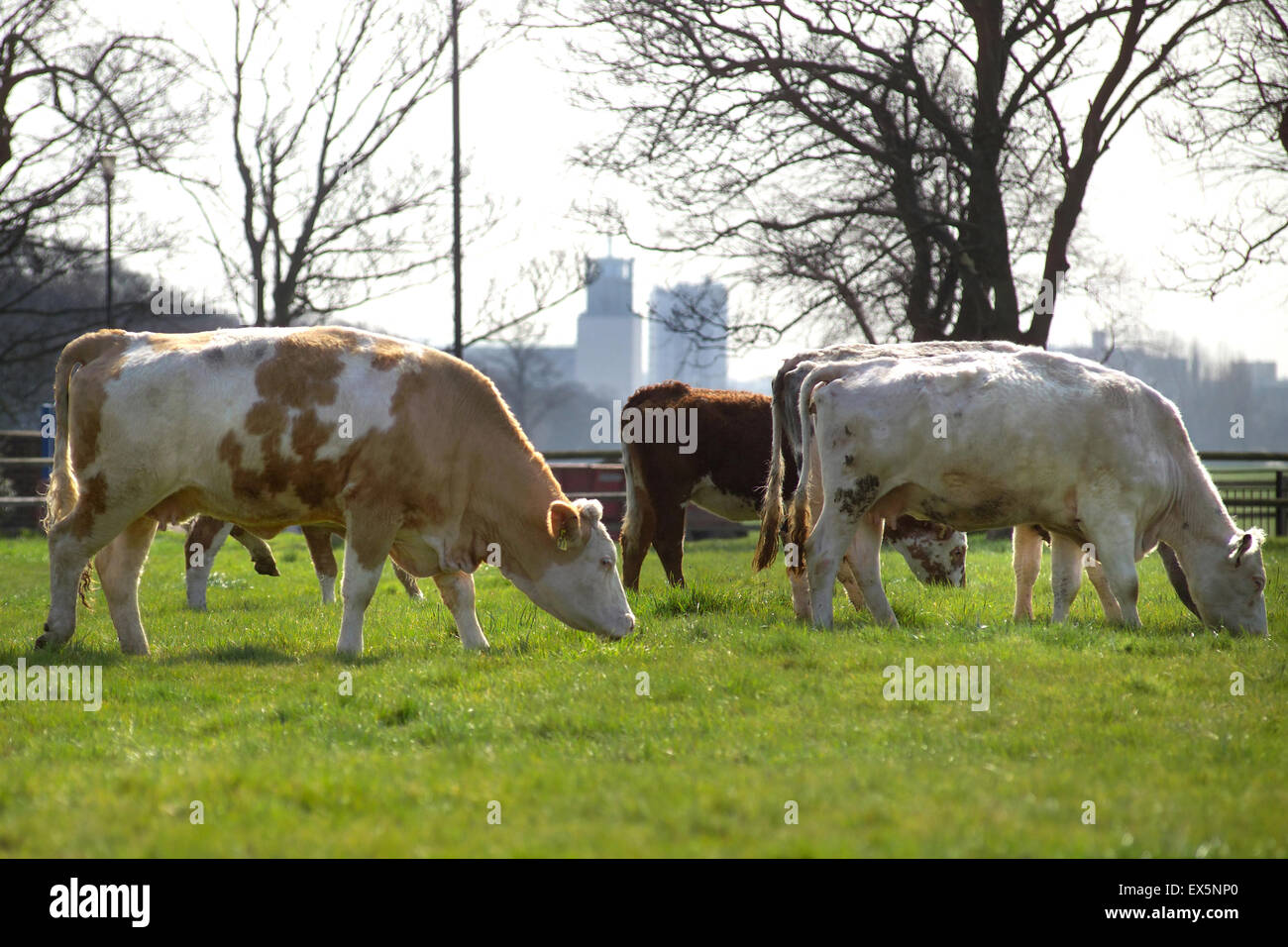 Cows on the Town Moor, Newcastle upon Tyne Stock Photo - Alamy