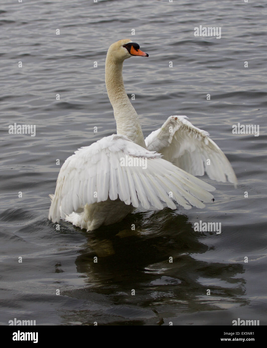 Bird hug hi-res stock photography and images - Alamy