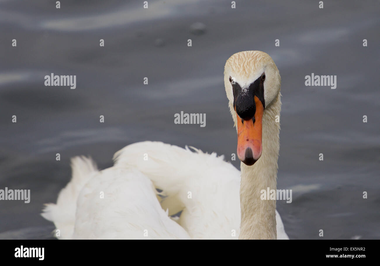 The funny mute swan's close-up with the water background Stock Photo ...