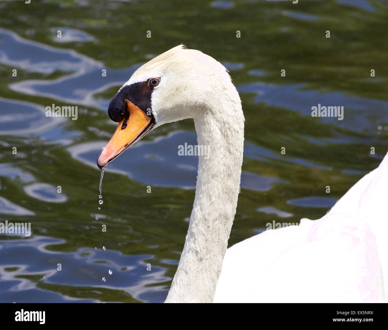 White swan swimming drinking water hi-res stock photography and images ...