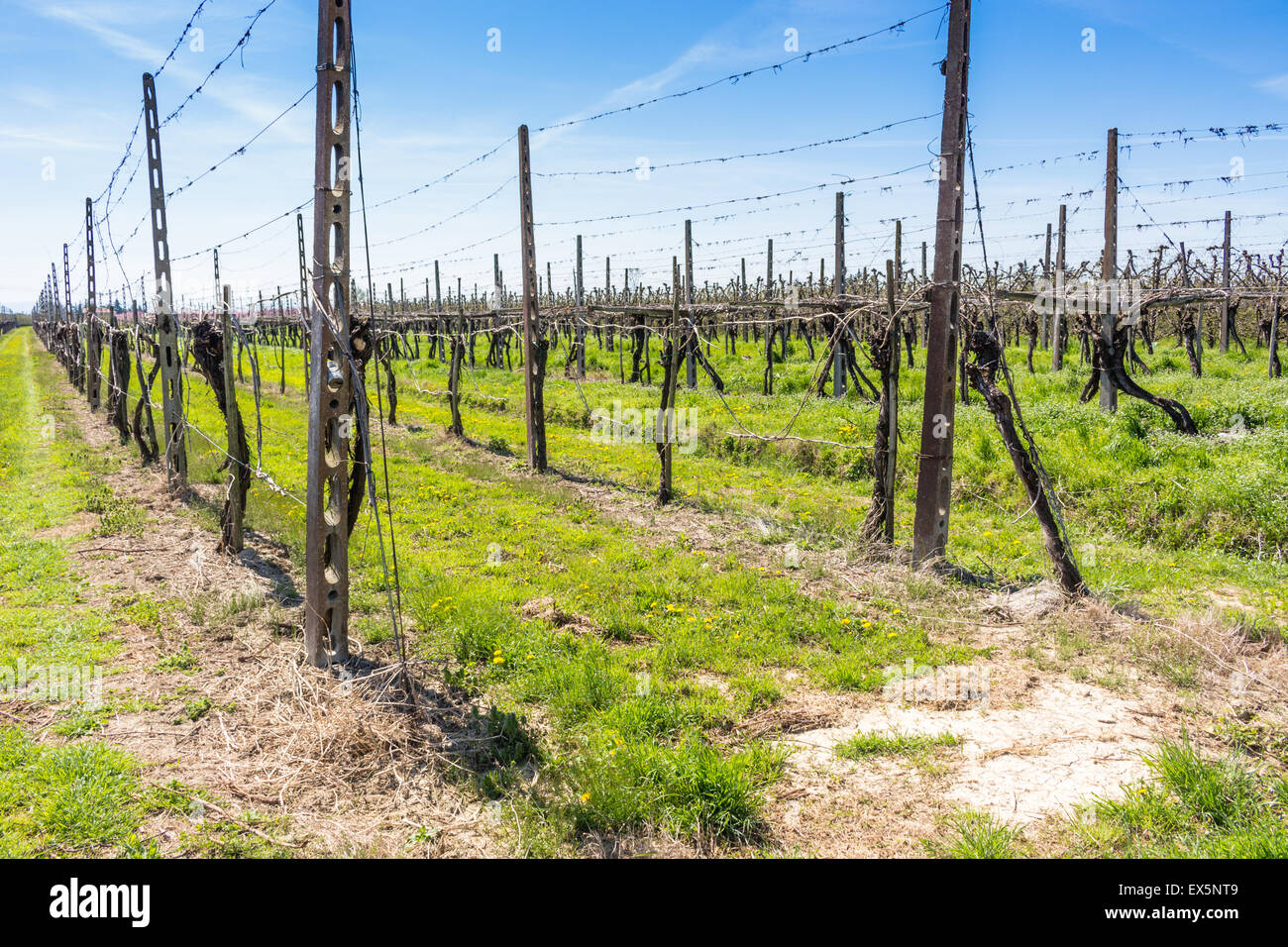 fields of newly planted vines and organized into geometric rows ...