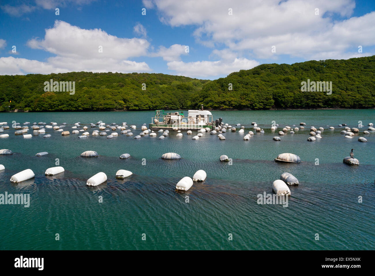 mussel Farming On The River Fal,Cornwall, South West,UK Stock Photo - Alamy