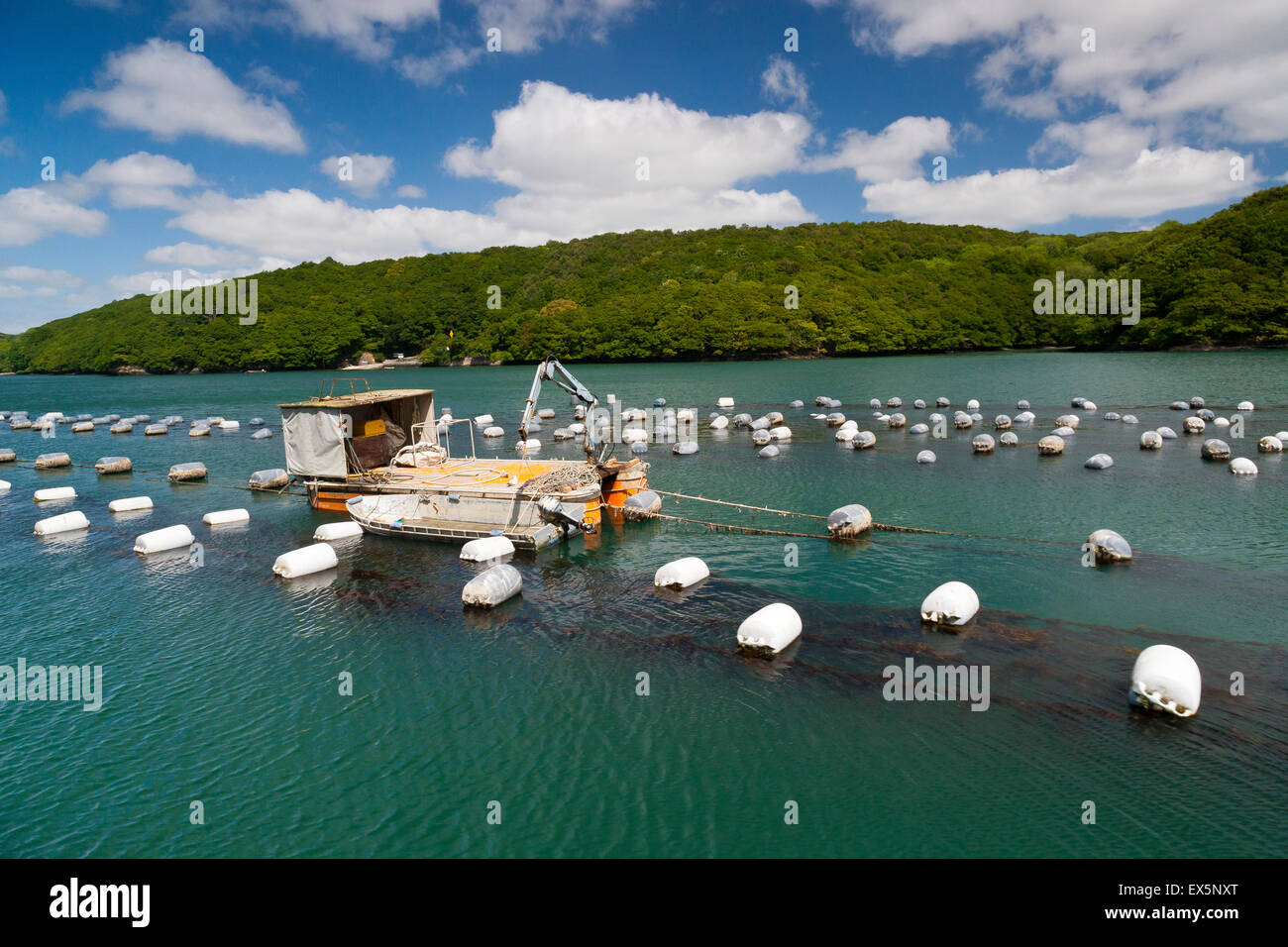 mussel Farming On The River Fal,Cornwall, South West,UK Stock Photo - Alamy