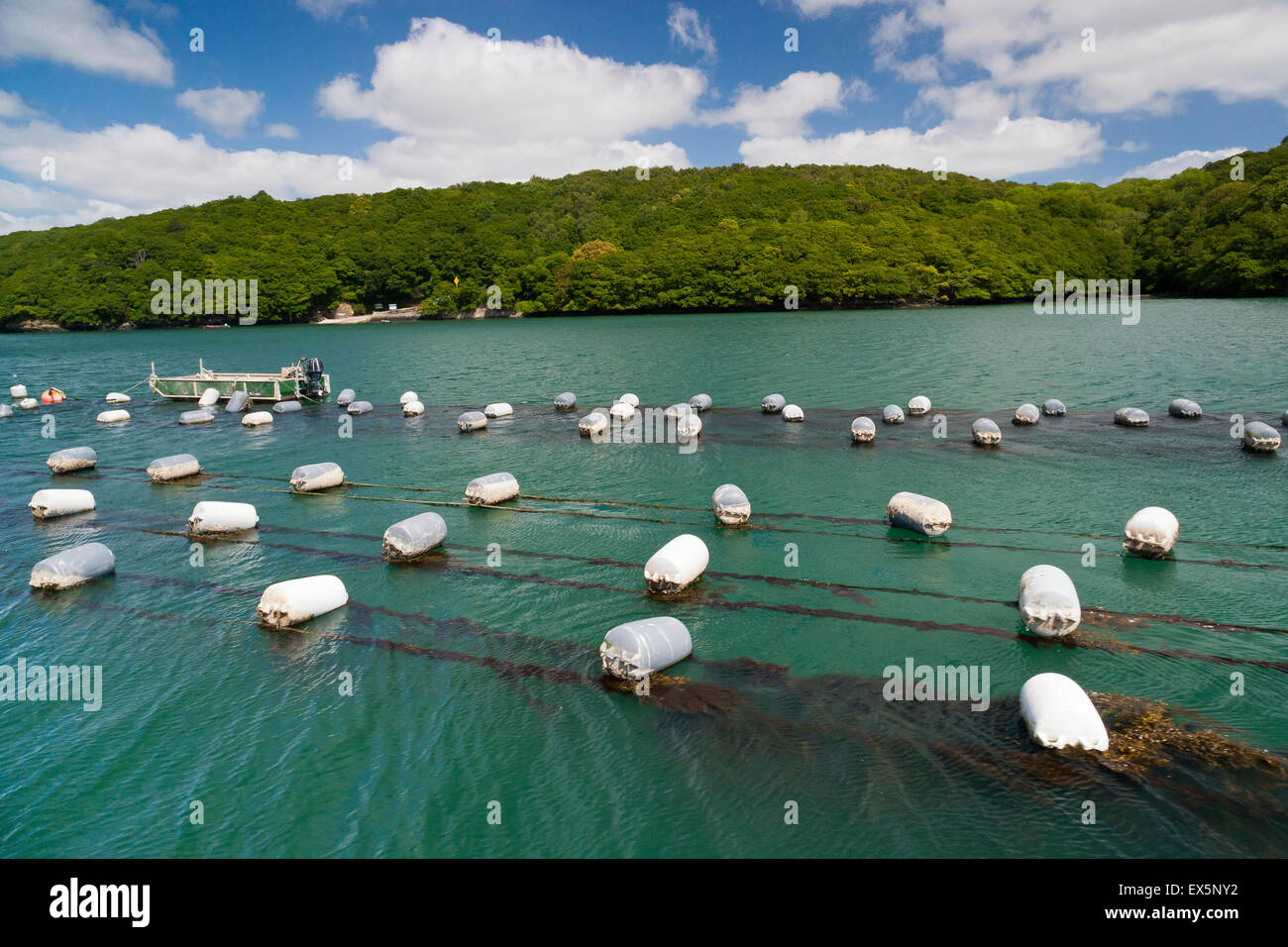 mussel Farming On The River Fal,Cornwall, South West,UK Stock Photo - Alamy