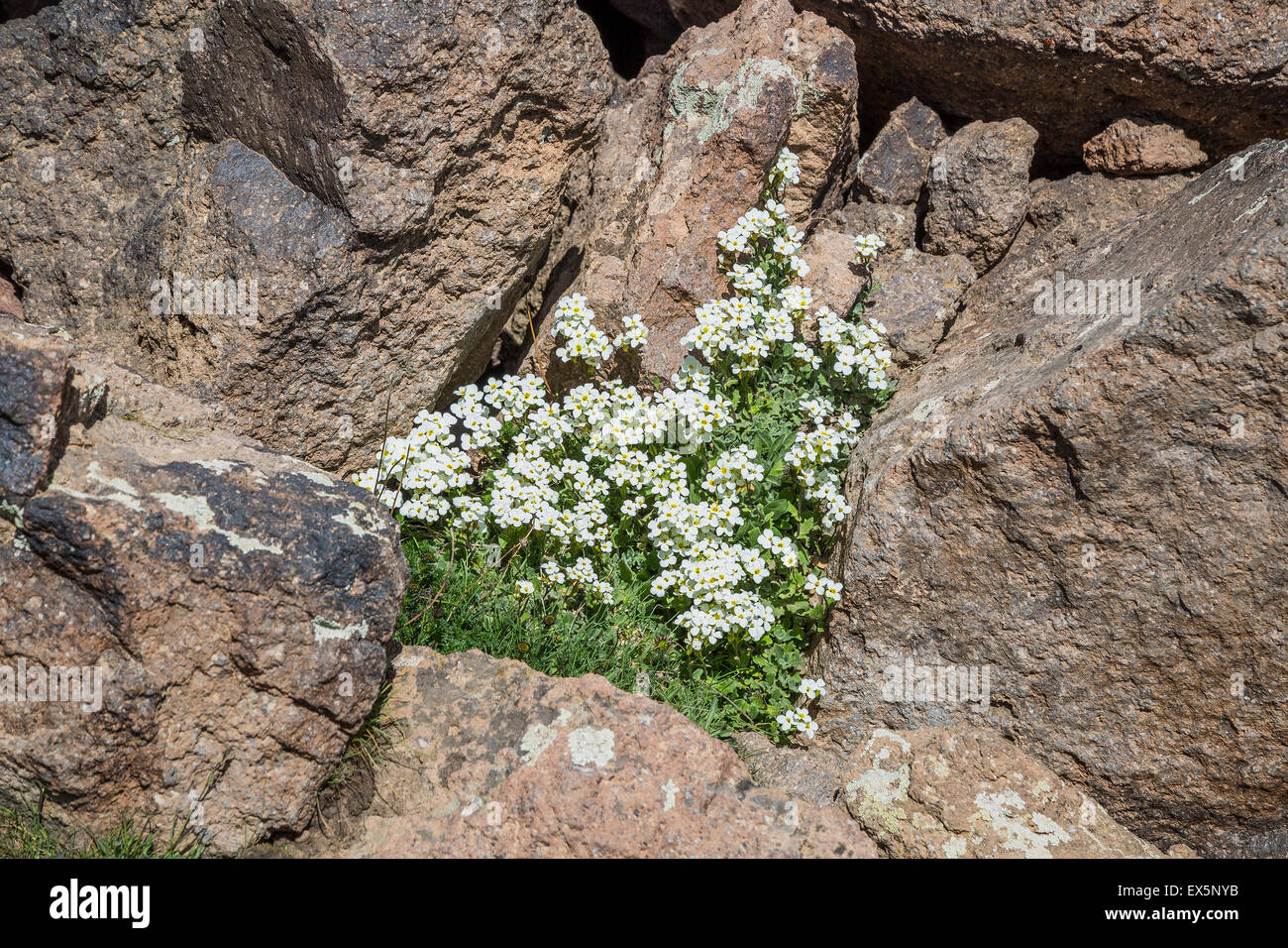 Sabalan hi-res stock photography and images - Alamy