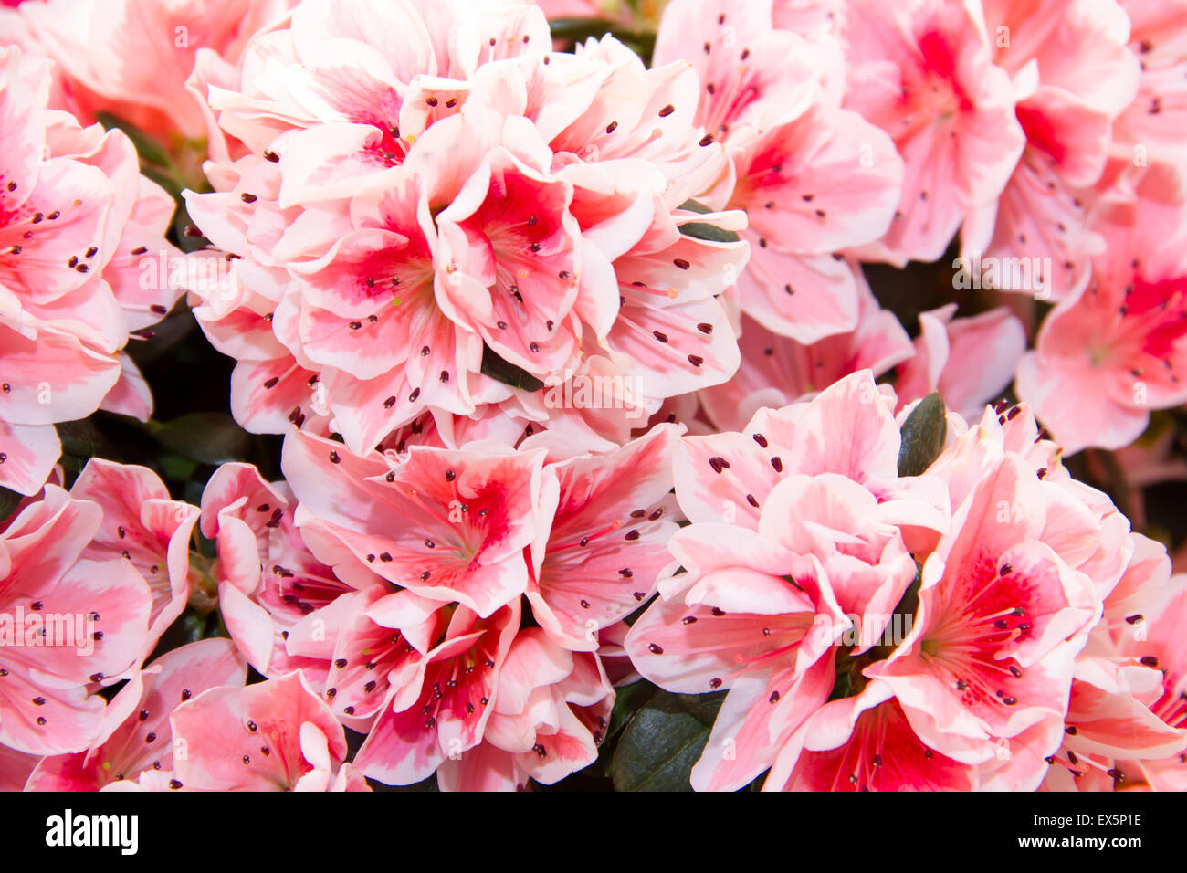 Azalea plant hi-res stock photography and images - Alamy