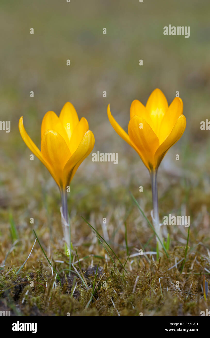 Two cultivars hi-res stock photography and images - Alamy