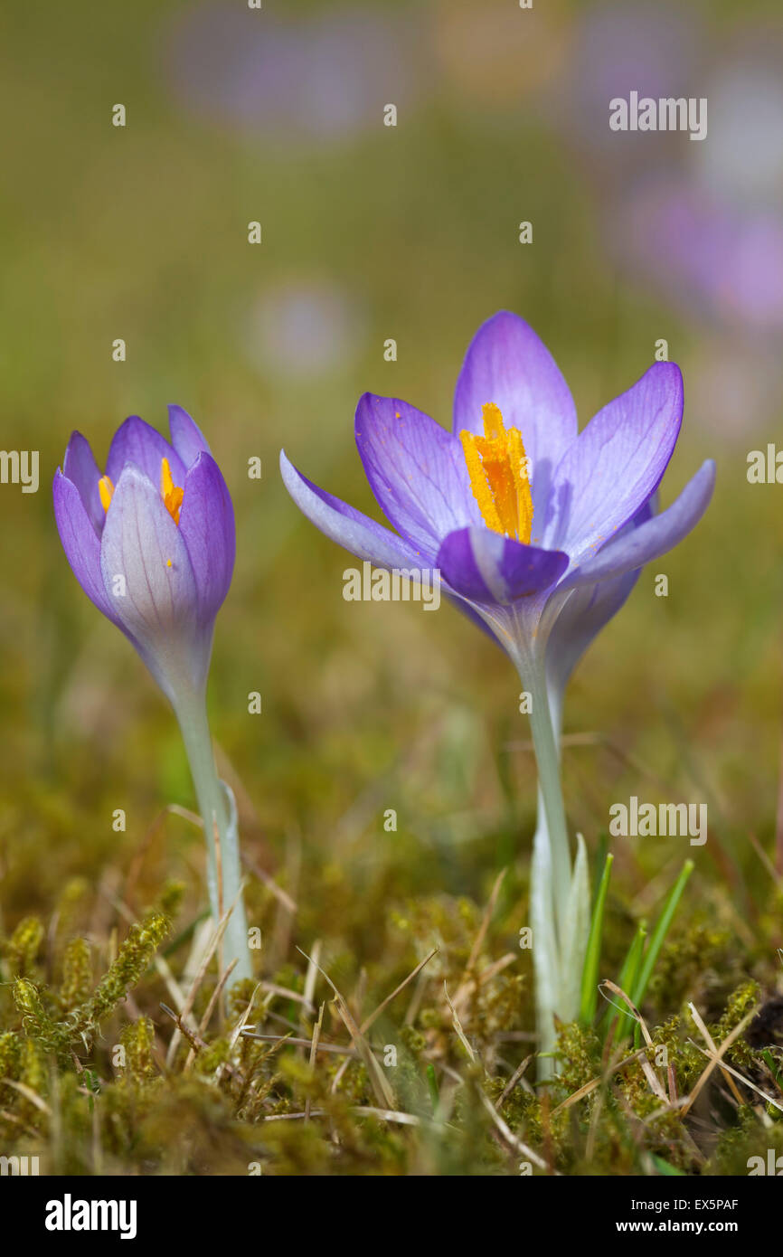 Two spring crocuses / Giant croci (Crocus vernus albiflorus) flowering ...