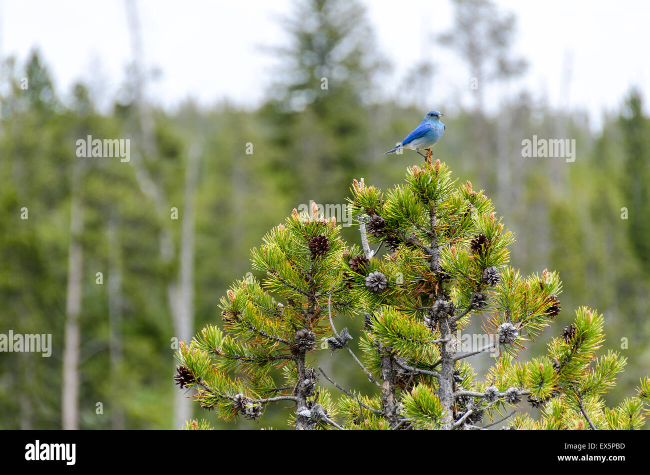 blue bird in Yellowstone National Park Stock Photo - Alamy