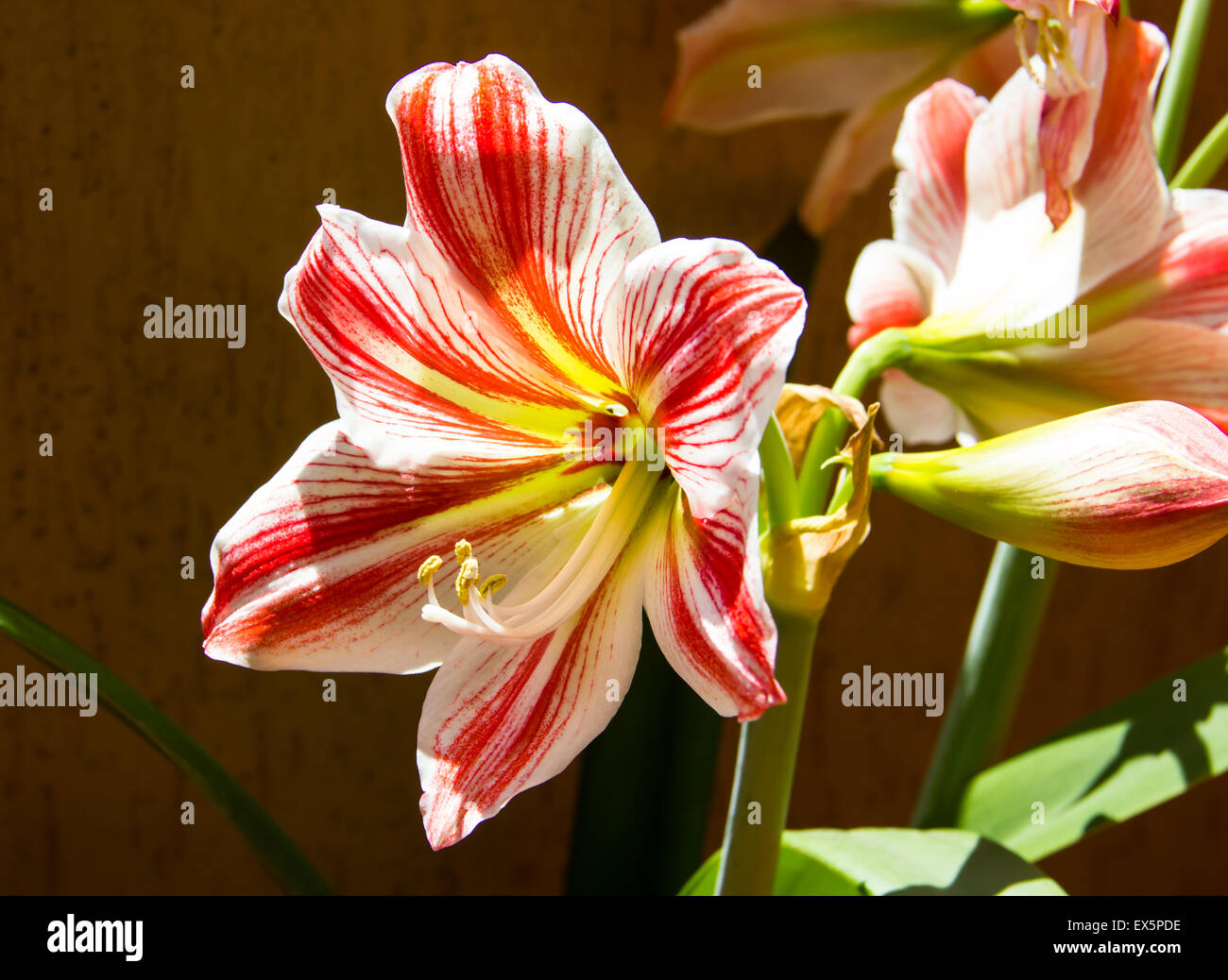 Beauty lily flower hi-res stock photography and images - Alamy