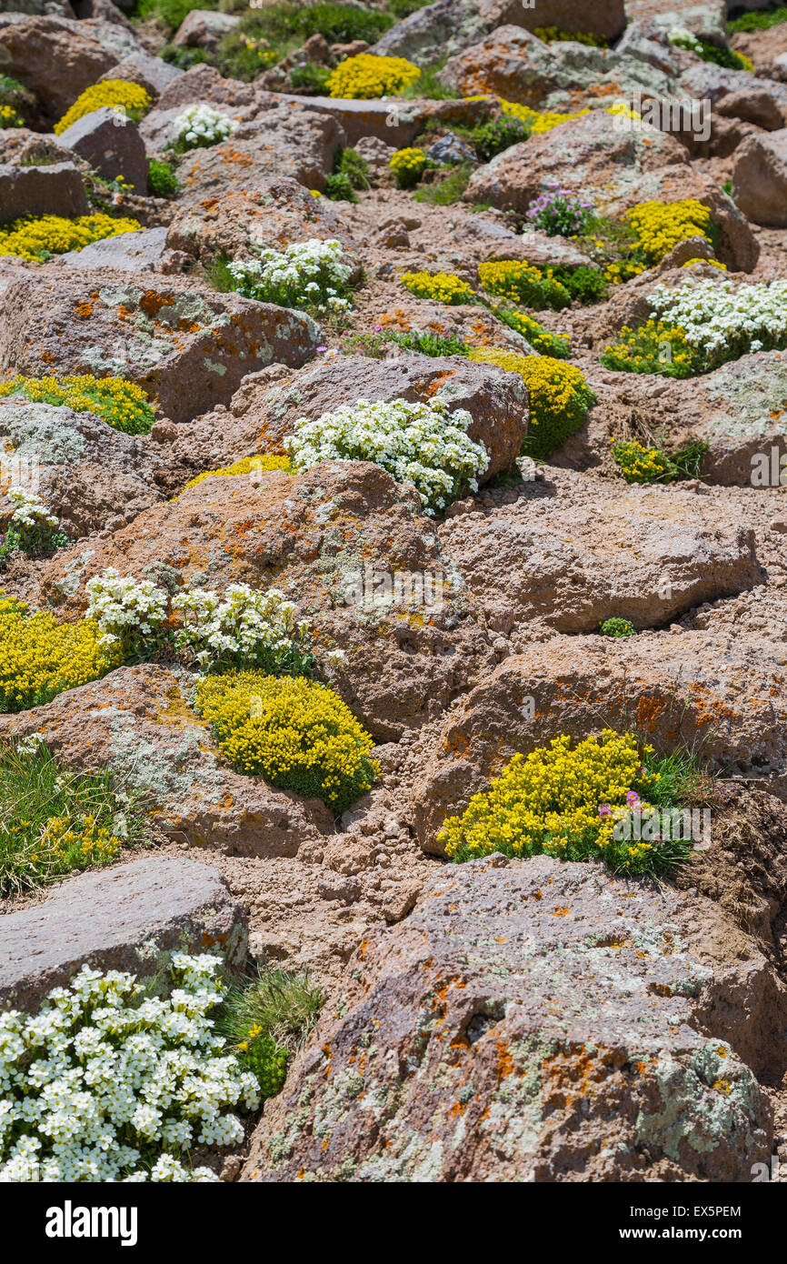 Sabalan hi-res stock photography and images - Alamy