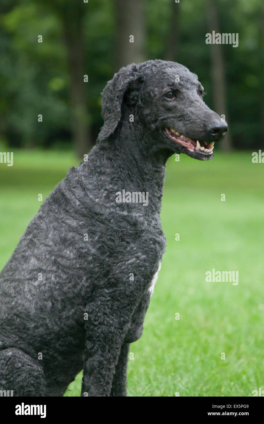 Blue Dyed Standard Poodle