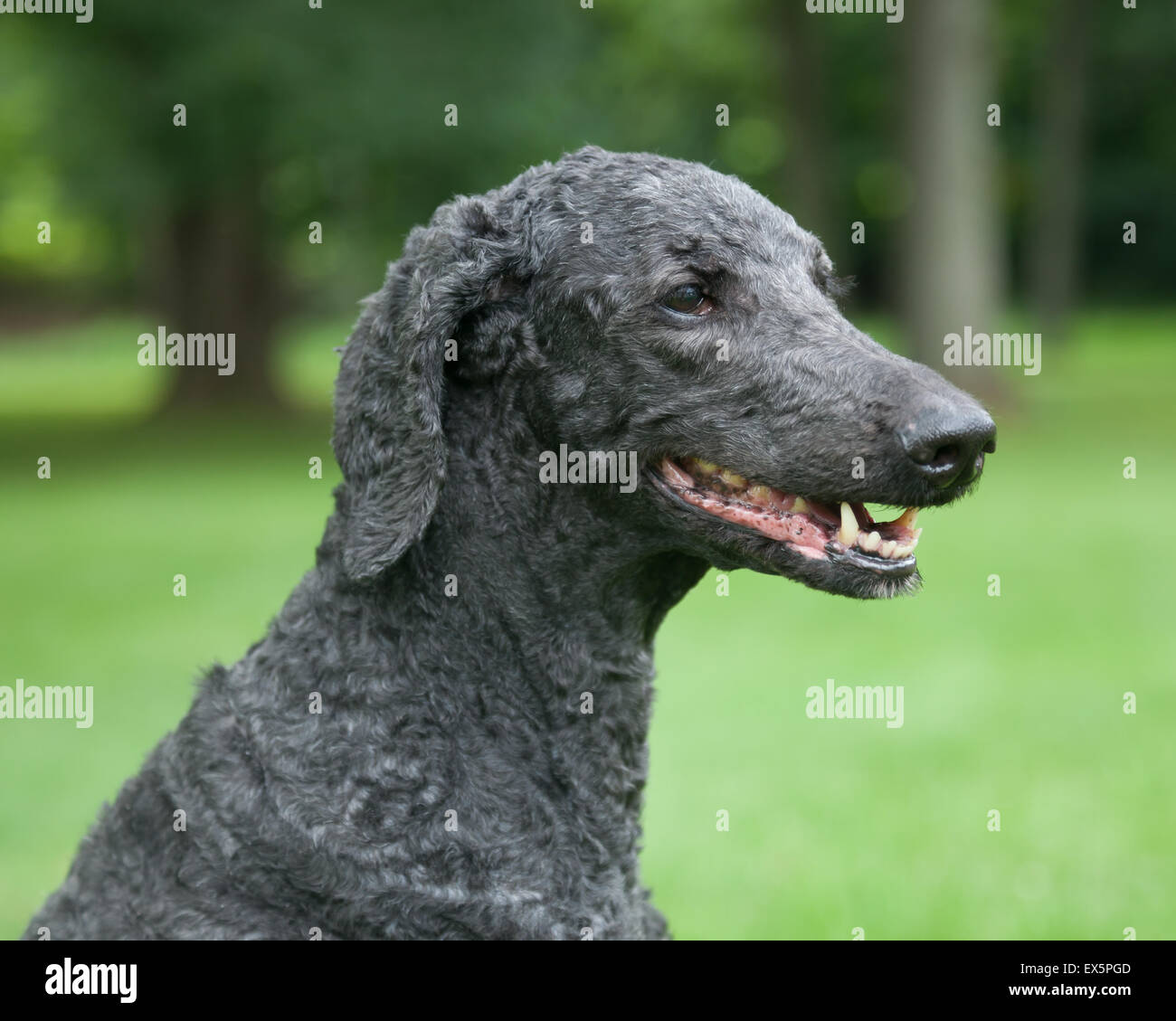 Standard poodle hi-res stock photography and images - Alamy