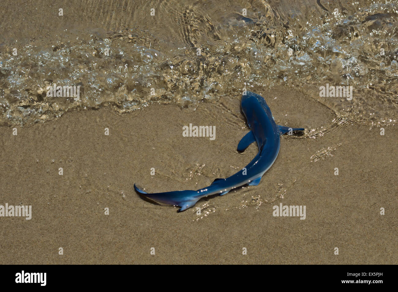 Small shark hi-res stock photography and images - Alamy